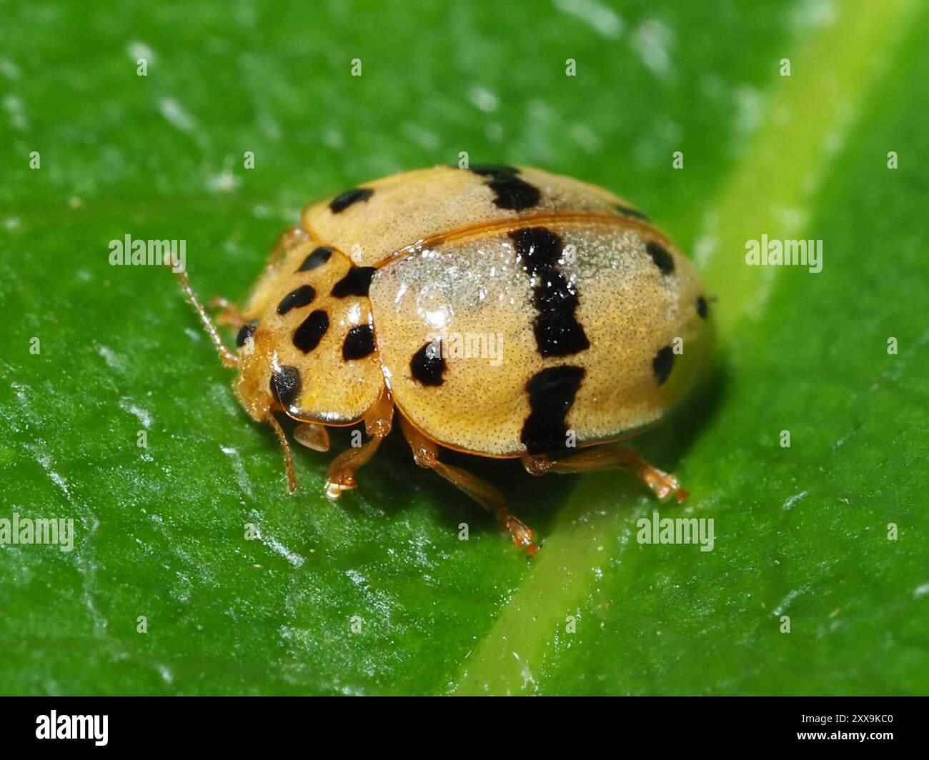 Fungus-eating Lady Beetles (Psyllobora) Insecta Stock Photo - Alamy