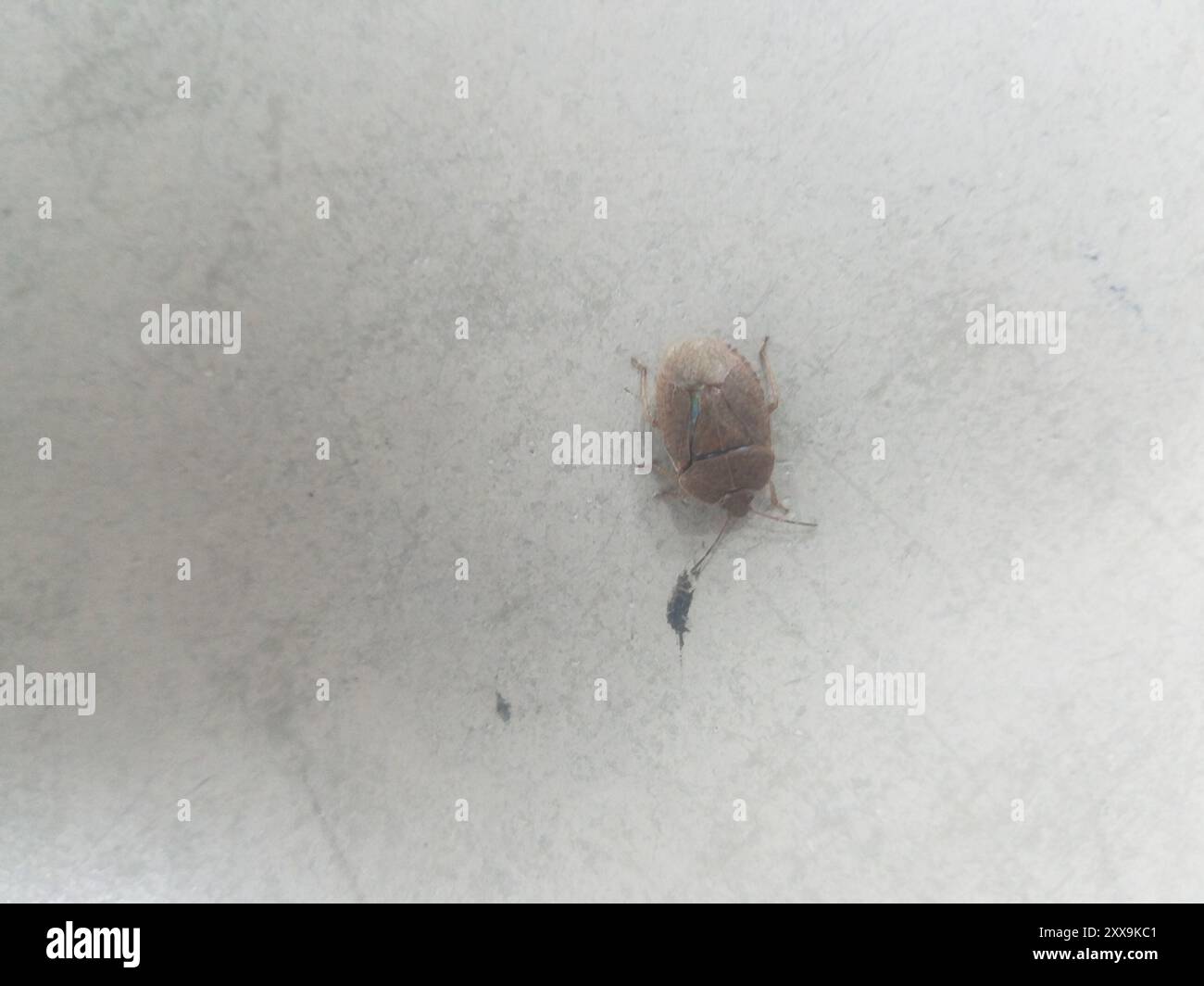 Elf Shoe Stink Bug (Menecles insertus) Insecta Stock Photo - Alamy