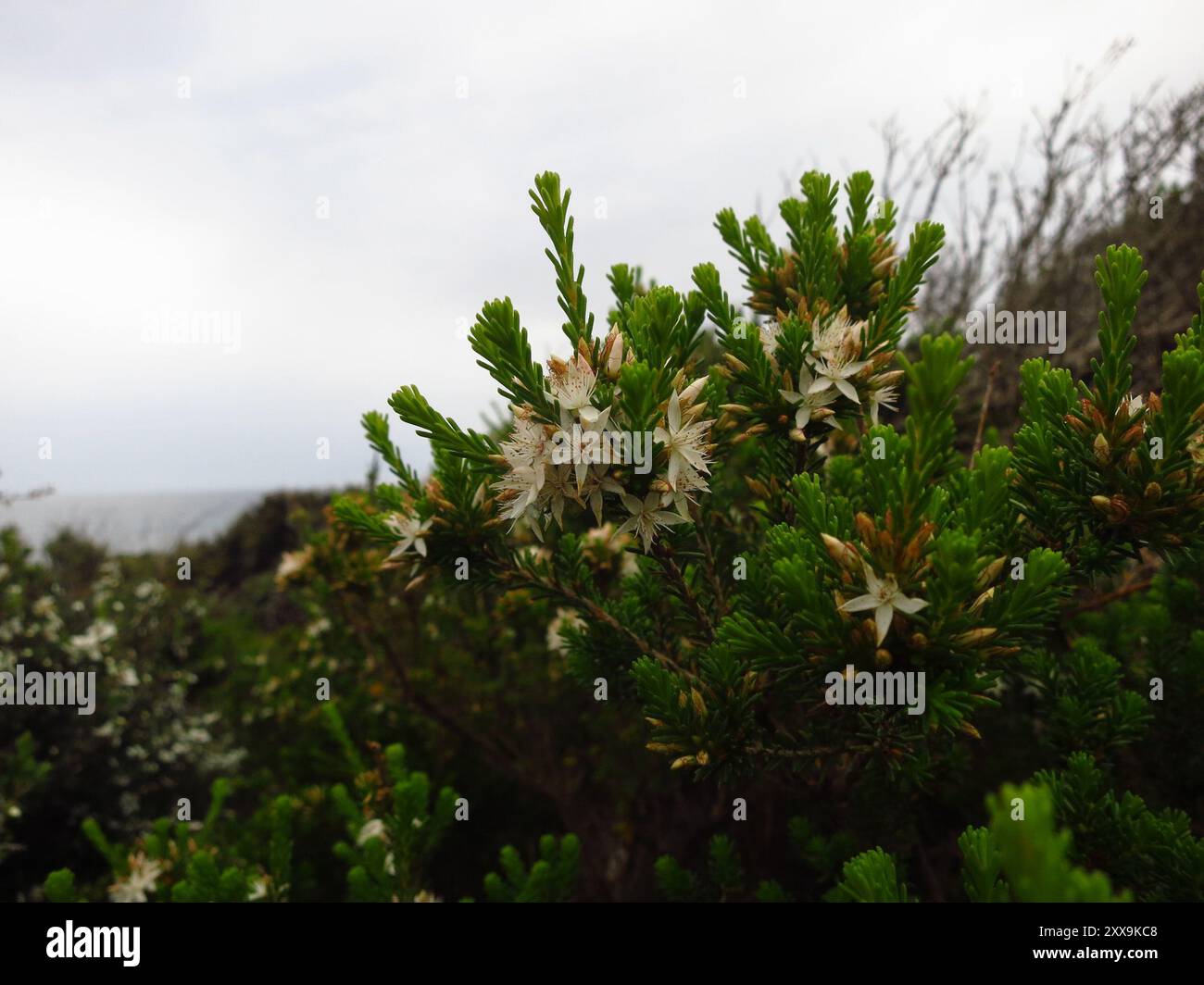 Fringe Myrtle (Calytrix tetragona) Plantae Stock Photo - Alamy