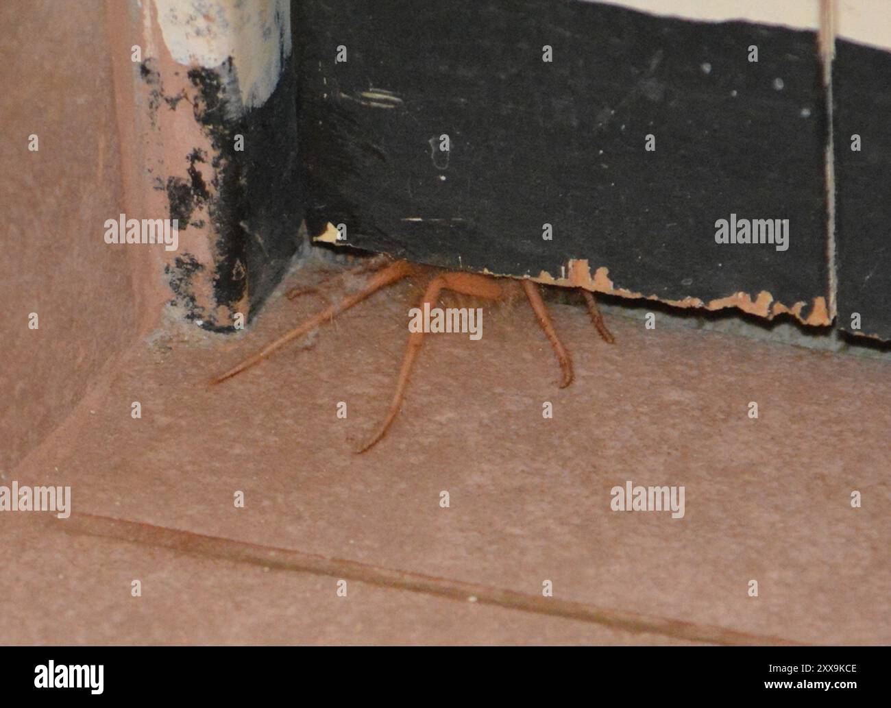 Moon Spiders (Zeria) Arachnida Stock Photo - Alamy