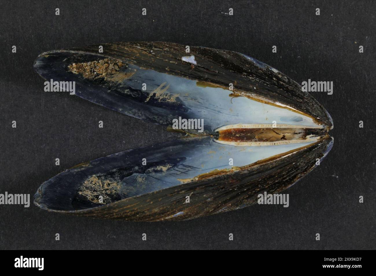 Blue Mussel (Mytilus edulis) Mollusca Stock Photo - Alamy