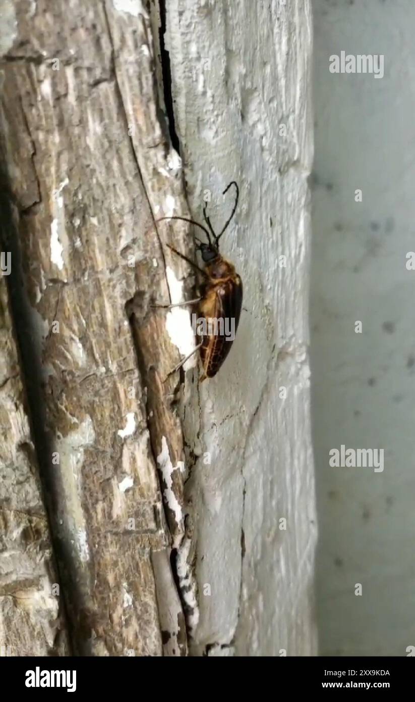 Huhu (Prionoplus reticularis) Insecta Stock Photo - Alamy