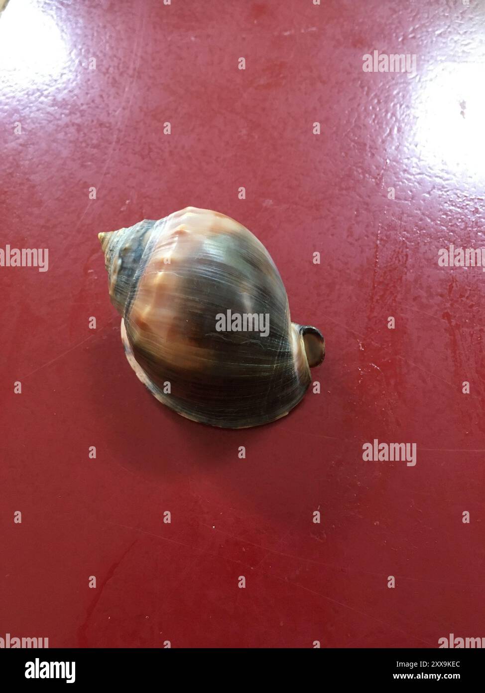 Pear Bonnet Snail (Semicassis pyrum) Mollusca Stock Photo - Alamy