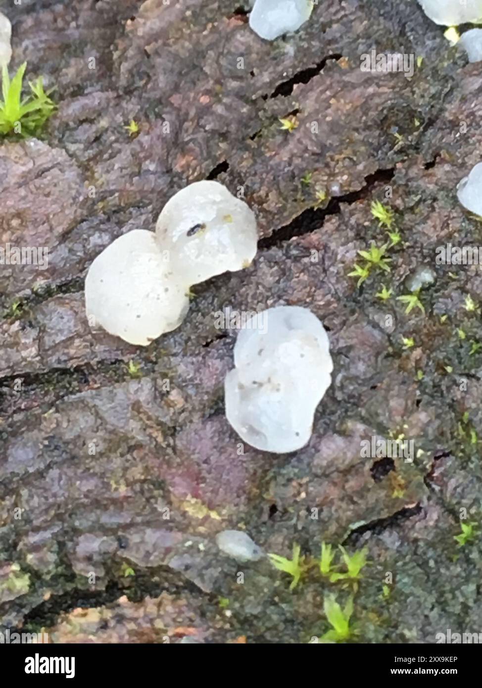 Crystal brain fungi hi-res stock photography and images - Alamy
