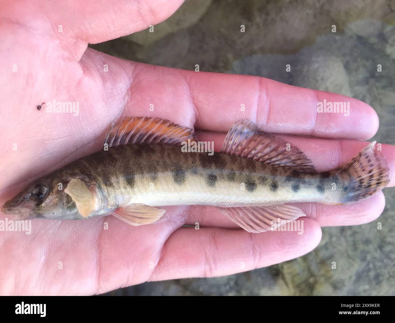 Texas Logperch (Percina carbonaria) Actinopterygii Stock Photo - Alamy