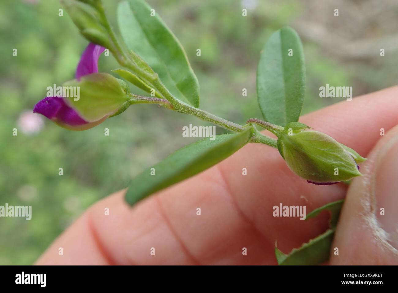 Dwarf Polygala (Polygala amatymbica) Plantae Stock Photo - Alamy