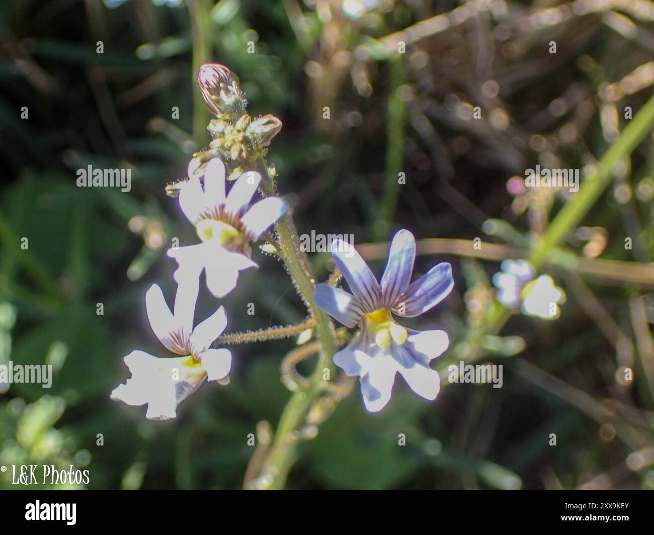 Common Lionface (Nemesia affinis) Plantae Stock Photo - Alamy