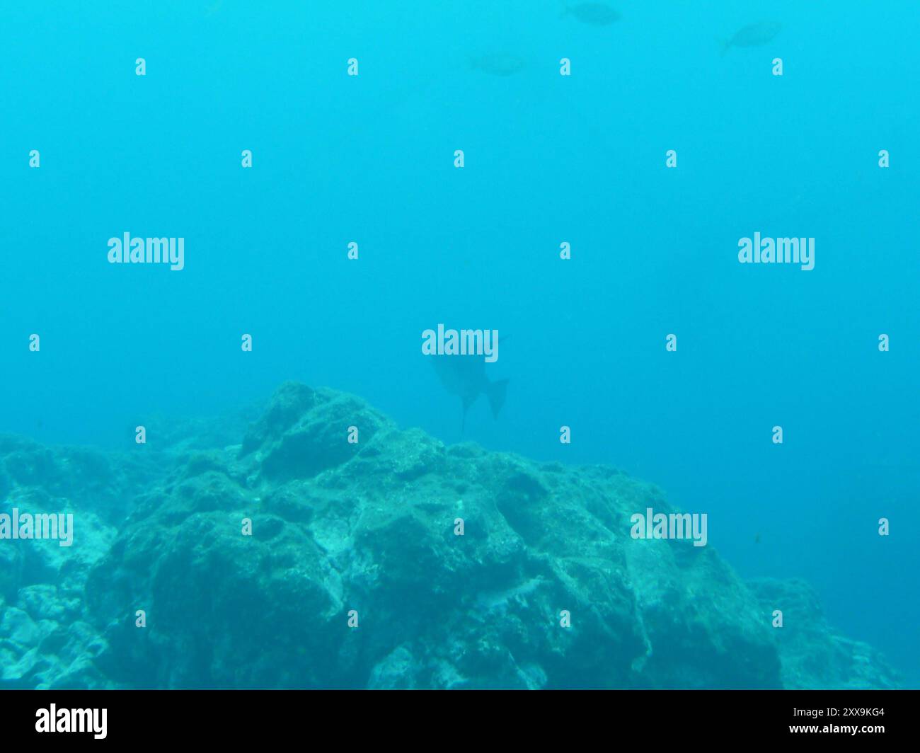 Triggerfishes (Balistidae) Actinopterygii Stock Photo - Alamy