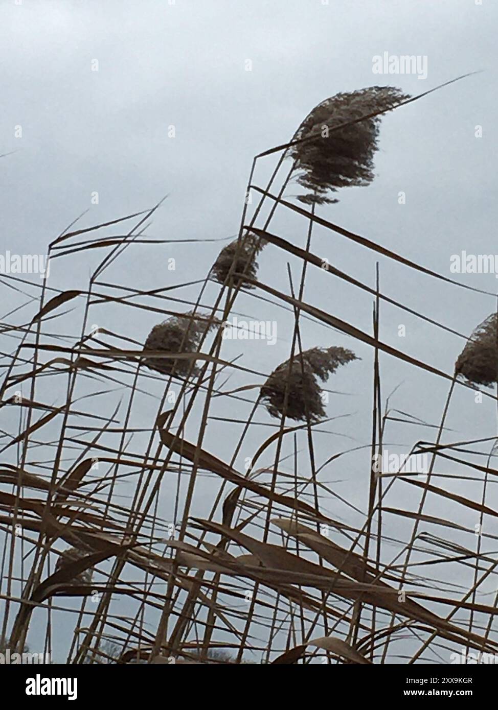 European reed (Phragmites australis australis) Plantae Stock Photo - Alamy