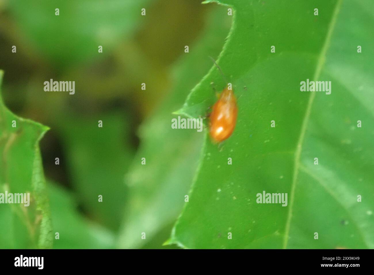 Skeletonizing Leaf and Flea Beetles (Galerucinae) Insecta Stock Photo ...