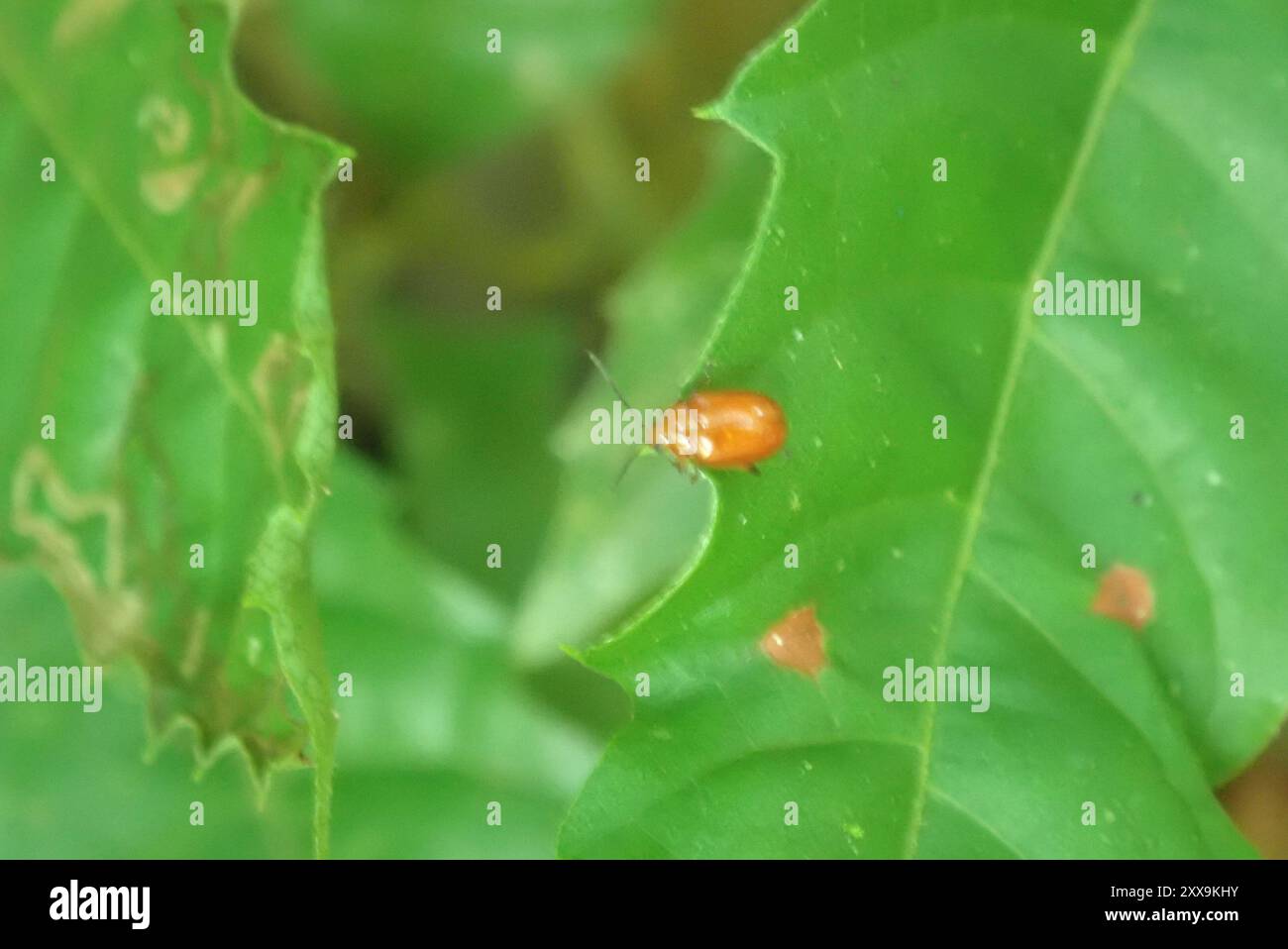 Skeletonizing Leaf and Flea Beetles (Galerucinae) Insecta Stock Photo ...