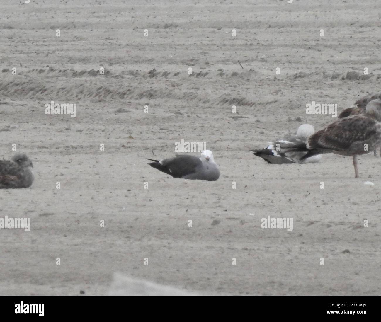 Heermann's Gull (Larus heermanni) Aves Stock Photo - Alamy