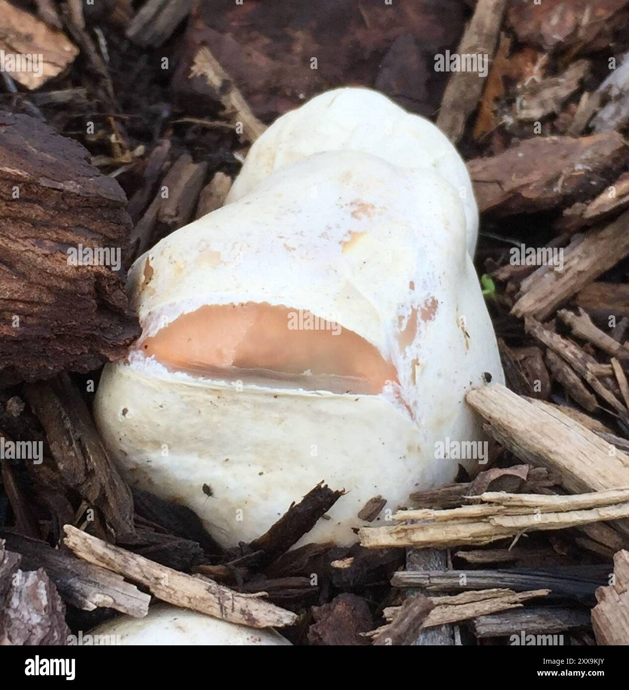 column stinkhorn (Clathrus columnatus) Fungi Stock Photo - Alamy