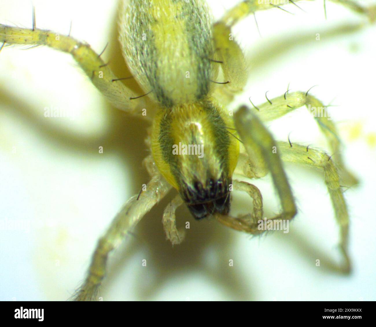 garden ghost spider (Hibana gracilis) Arachnida Stock Photo - Alamy