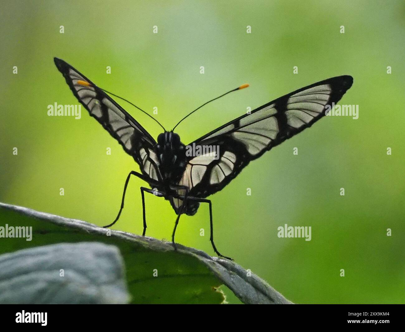 (Methona confusa psamathe) Insecta Stock Photo - Alamy