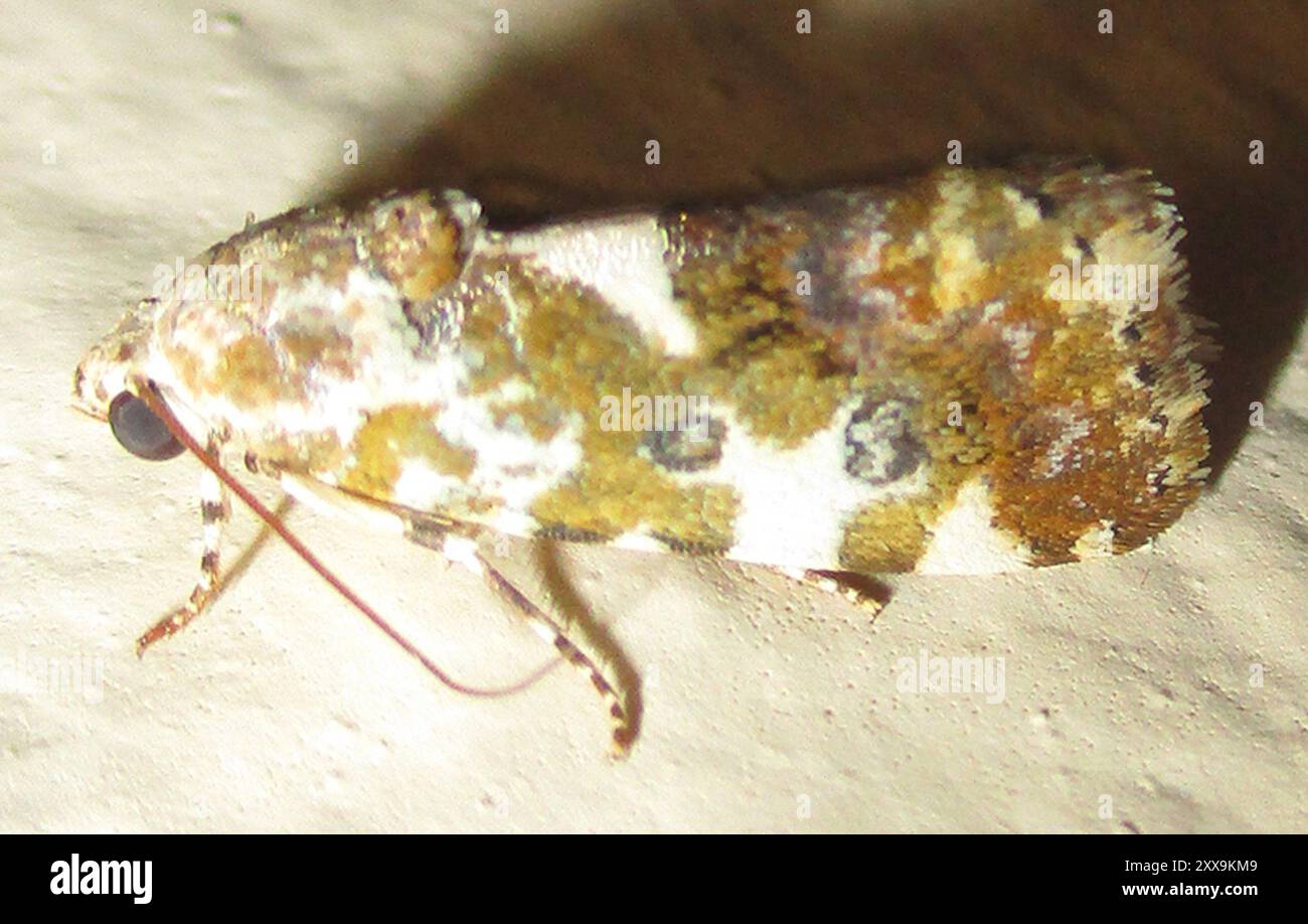 Mustard Droplet (Acontia transfigurata) Insecta Stock Photo - Alamy