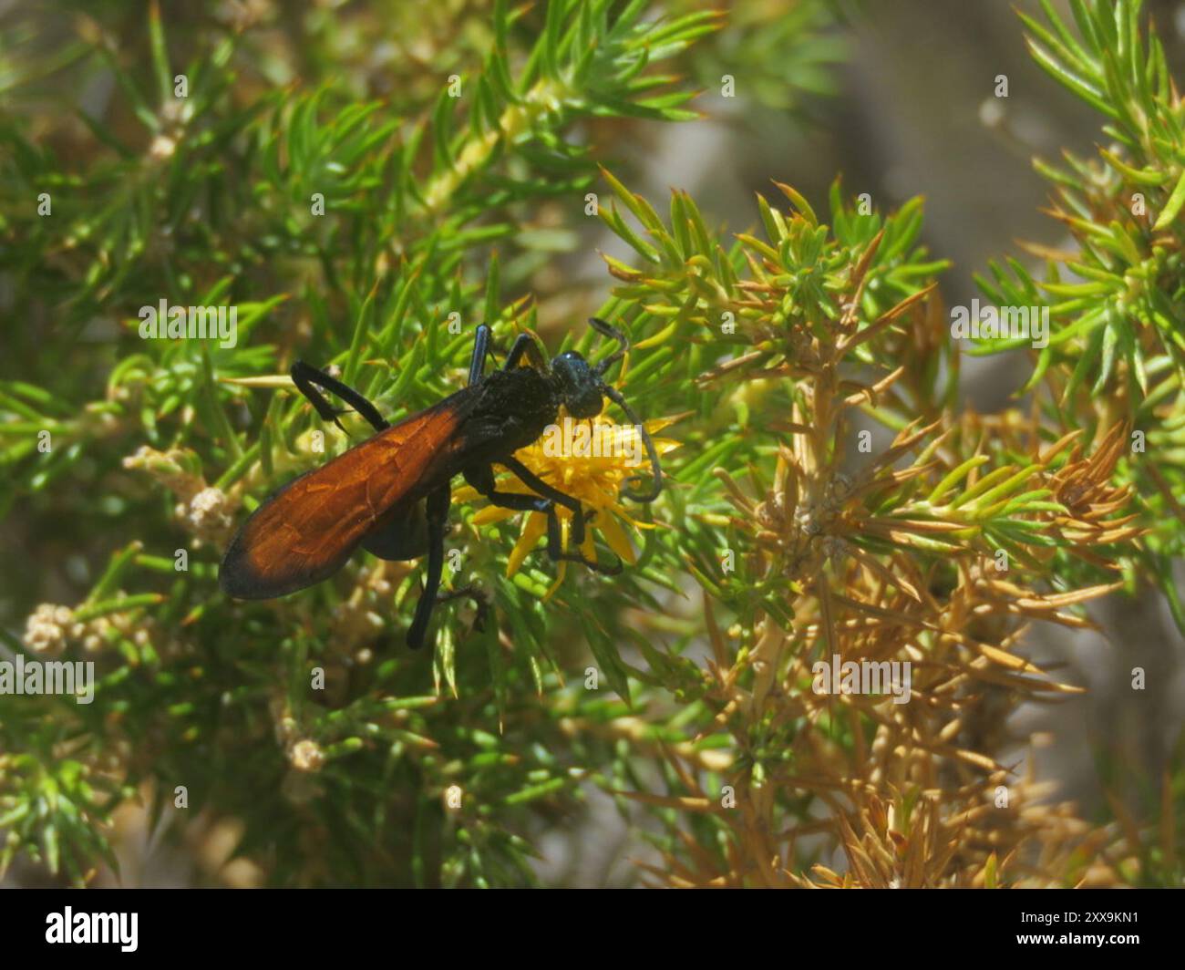 Tarantula-hawk Wasps and Allies (Pepsini) Insecta Stock Photo - Alamy