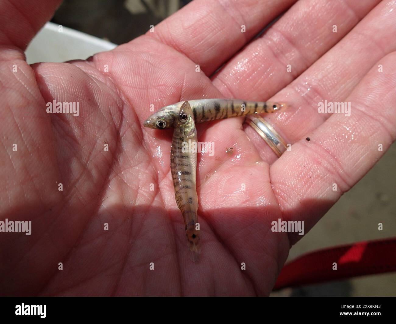 Common Logperch (Percina caprodes) Actinopterygii Stock Photo - Alamy