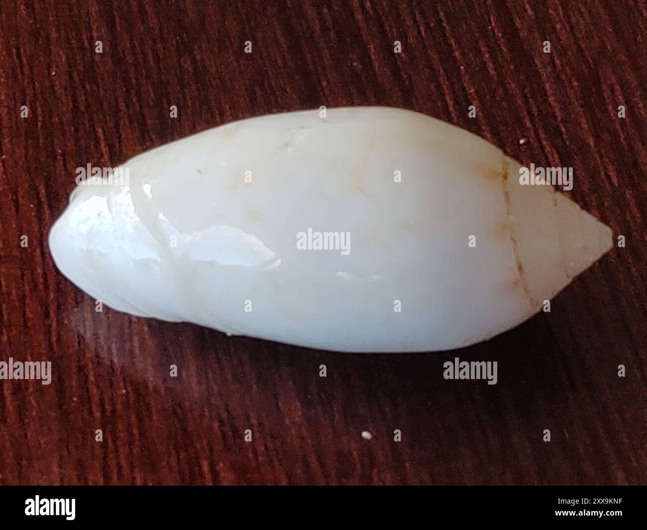 Netted Olive (Oliva reticularis) Mollusca Stock Photo - Alamy