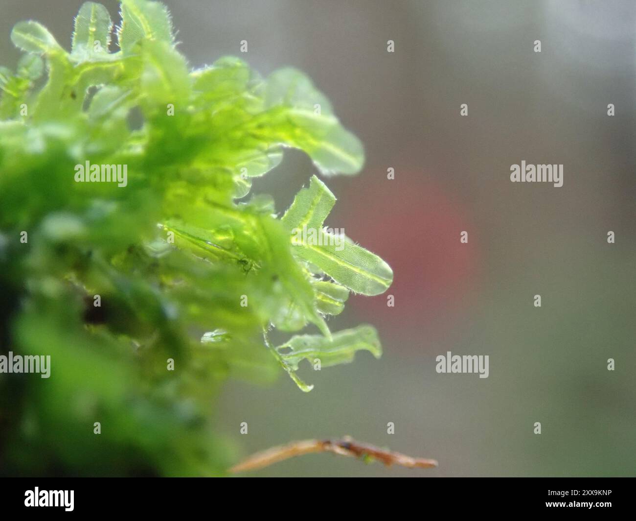 Rock Veilwort (Metzgeria conjugata) Plantae Stock Photo - Alamy