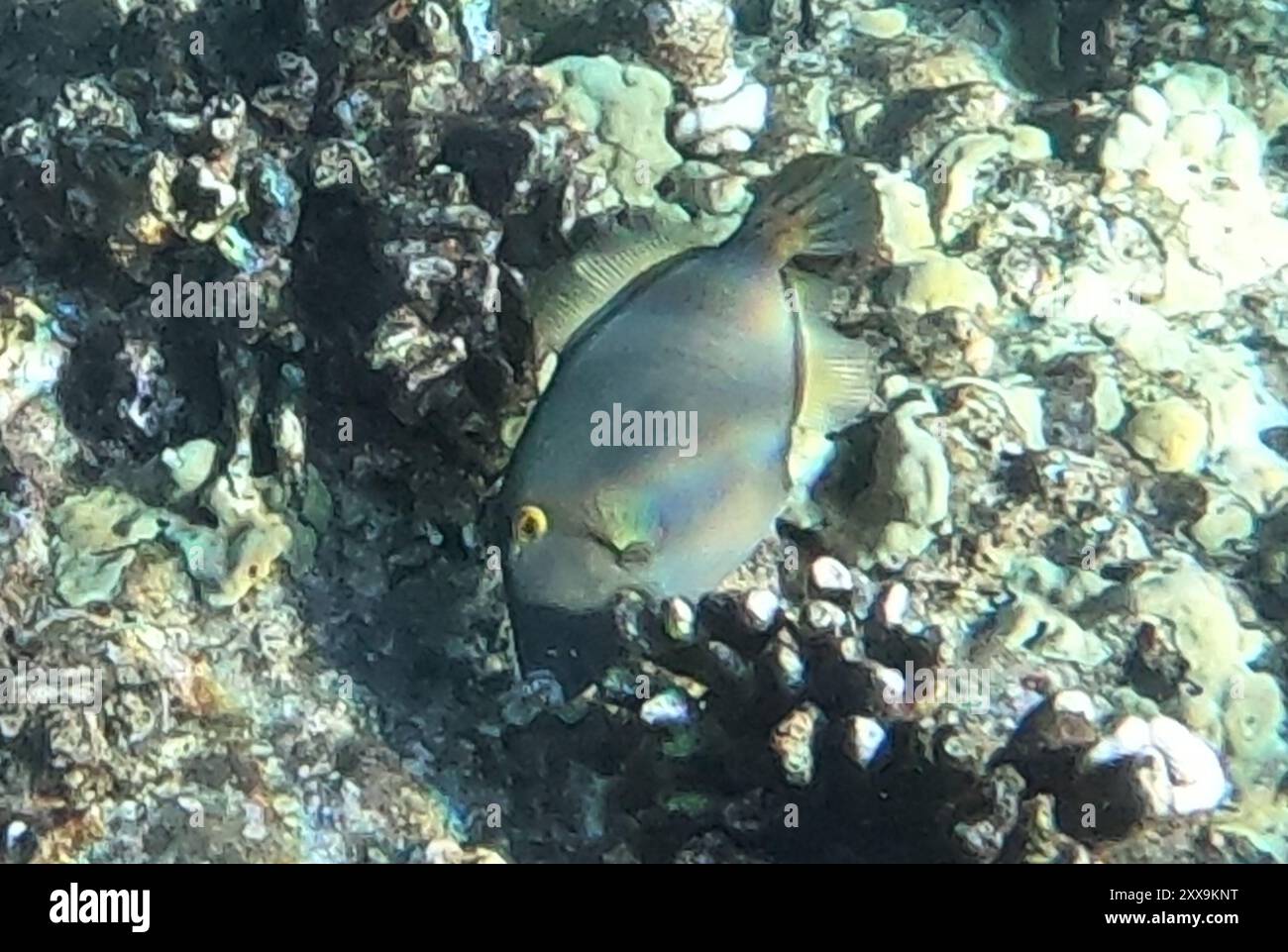 Barred Filefish (Cantherhines dumerilii) Actinopterygii Stock Photo - Alamy