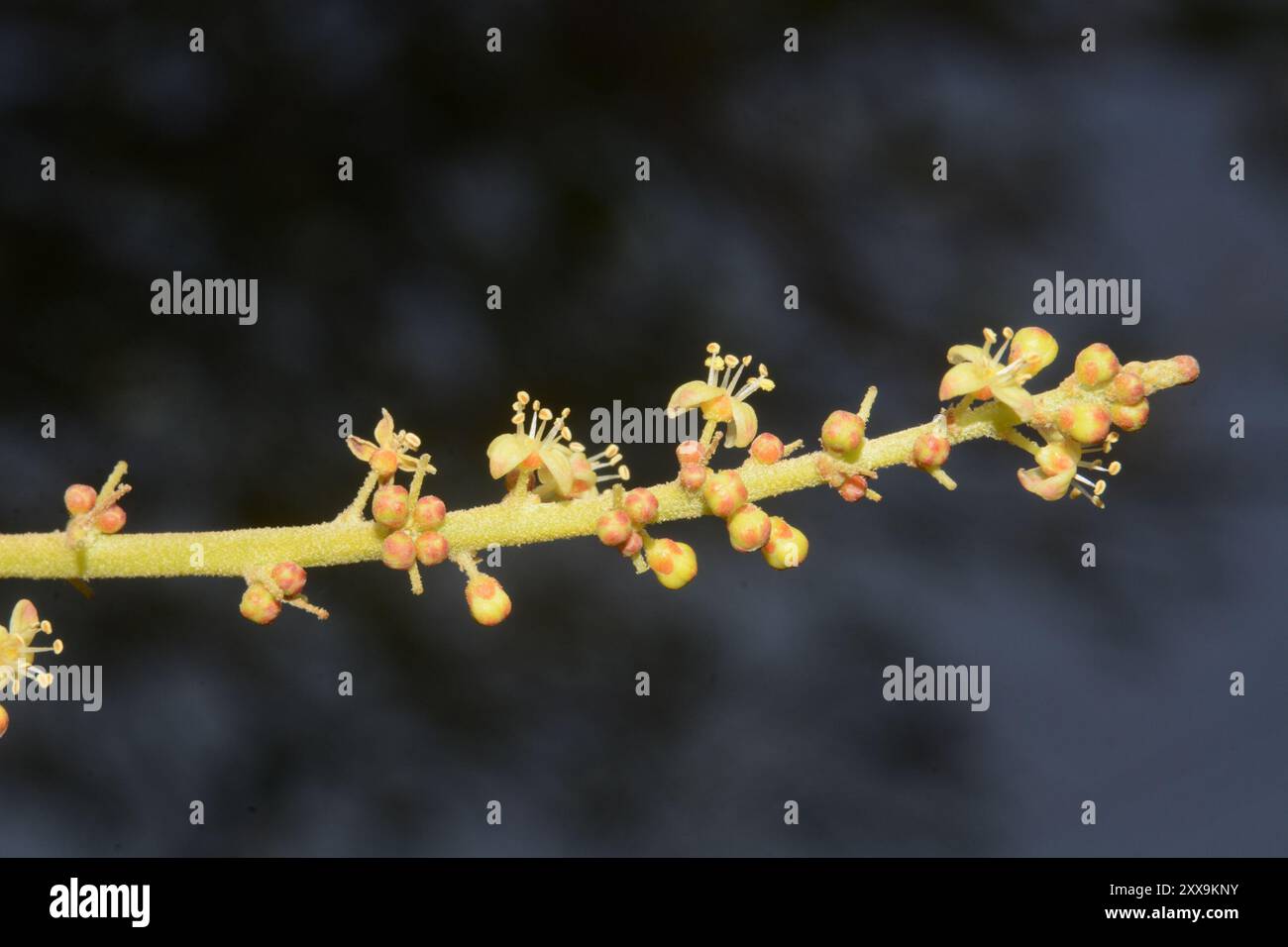 Indian Ash (Lannea coromandelica) Plantae Stock Photo - Alamy