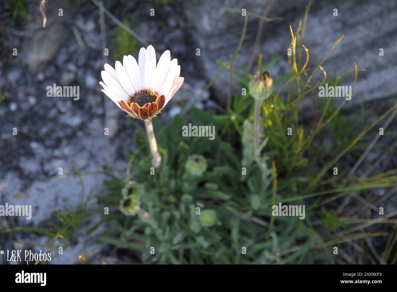 African oxeye (Dimorphotheca nudicaulis) Plantae Stock Photo - Alamy