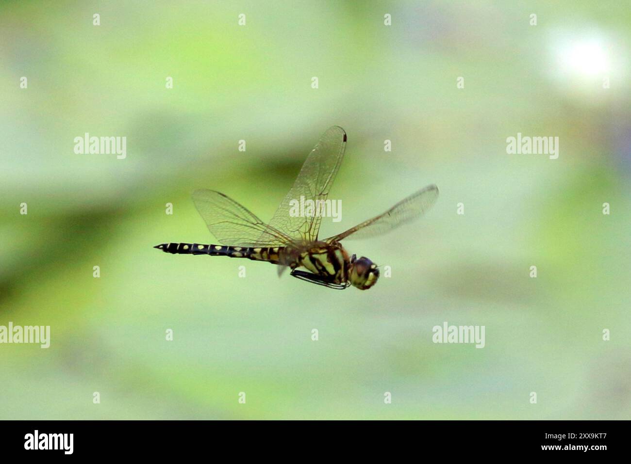 Water Prince (Hydrobasileus brevistylus) Insecta Stock Photo - Alamy