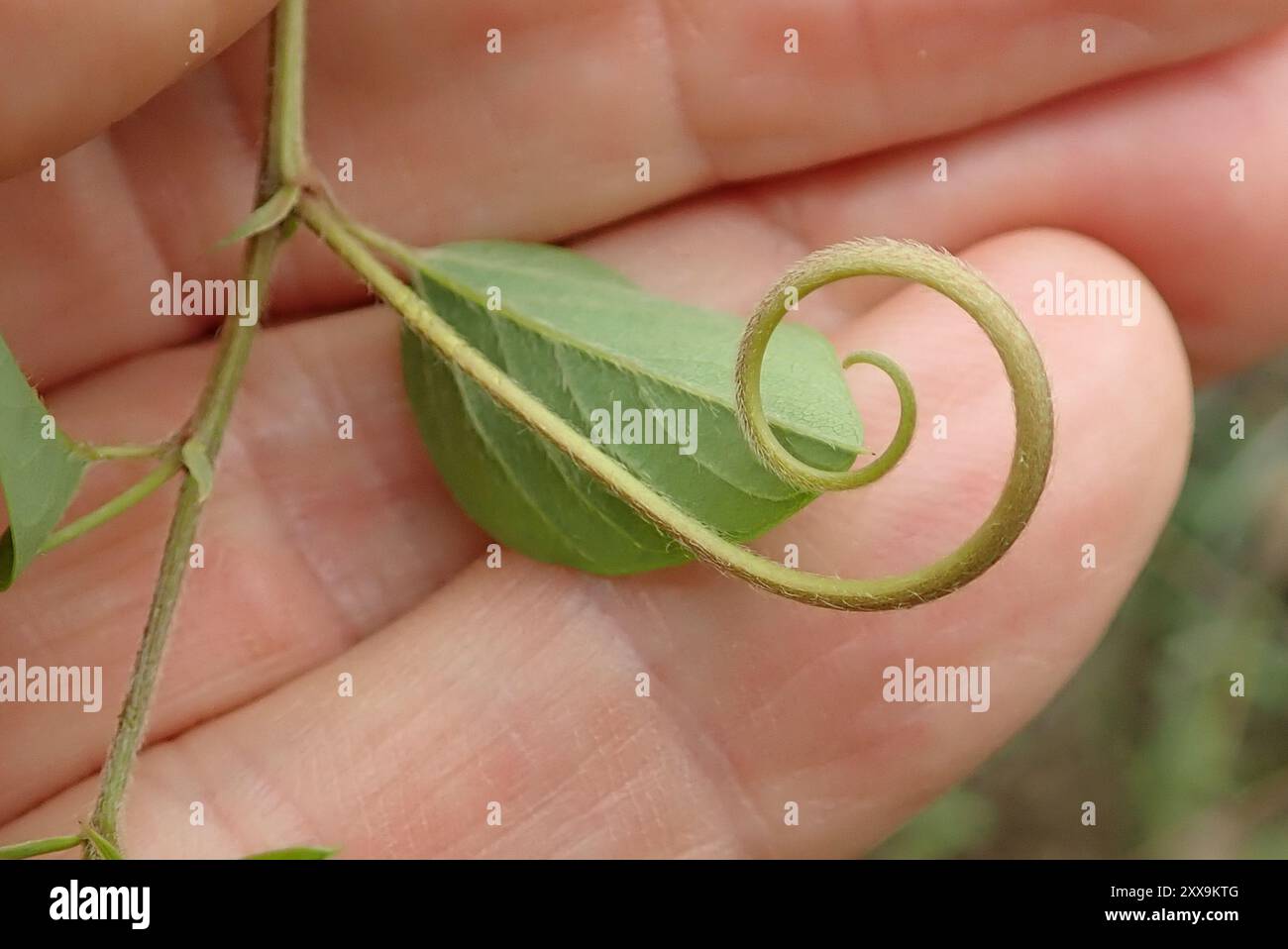 Soap Bush (Helinus integrifolius) Plantae Stock Photo - Alamy