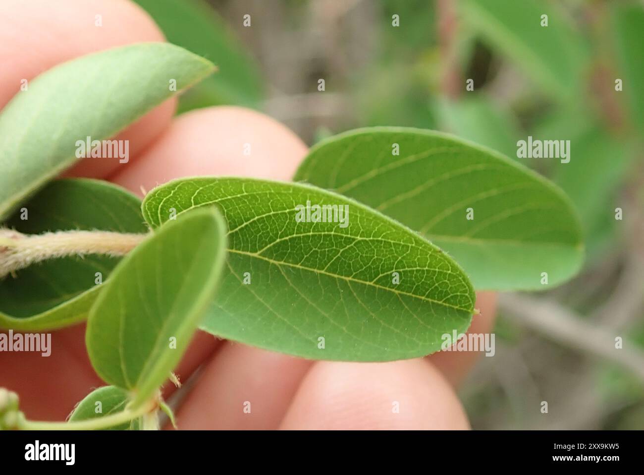Soap Bush (Helinus integrifolius) Plantae Stock Photo - Alamy