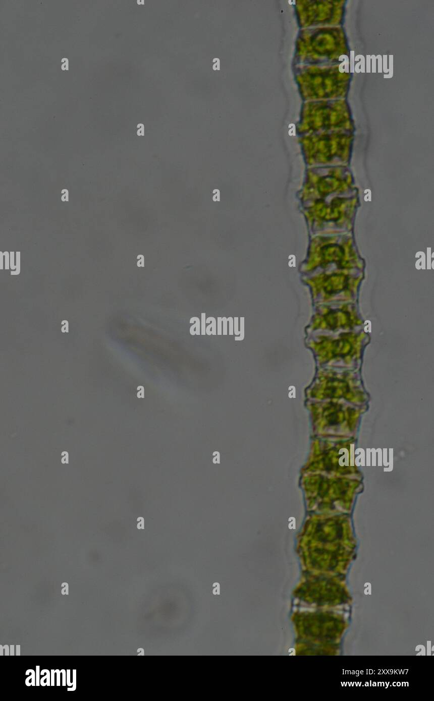 (Bambusina borreri) Plantae Stock Photo - Alamy