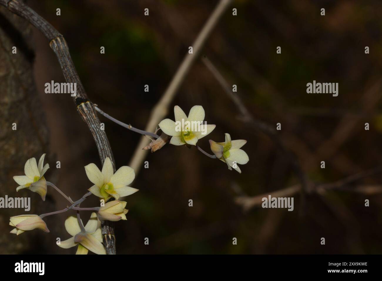 Green Lipped Dendrobium (Dendrobium ovatum) Plantae Stock Photo - Alamy