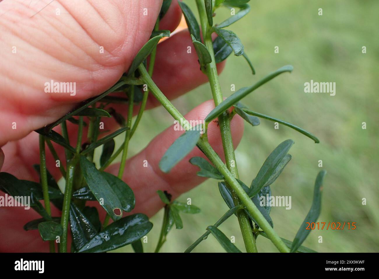 Rattlepods (Crotalaria) Plantae Stock Photo - Alamy