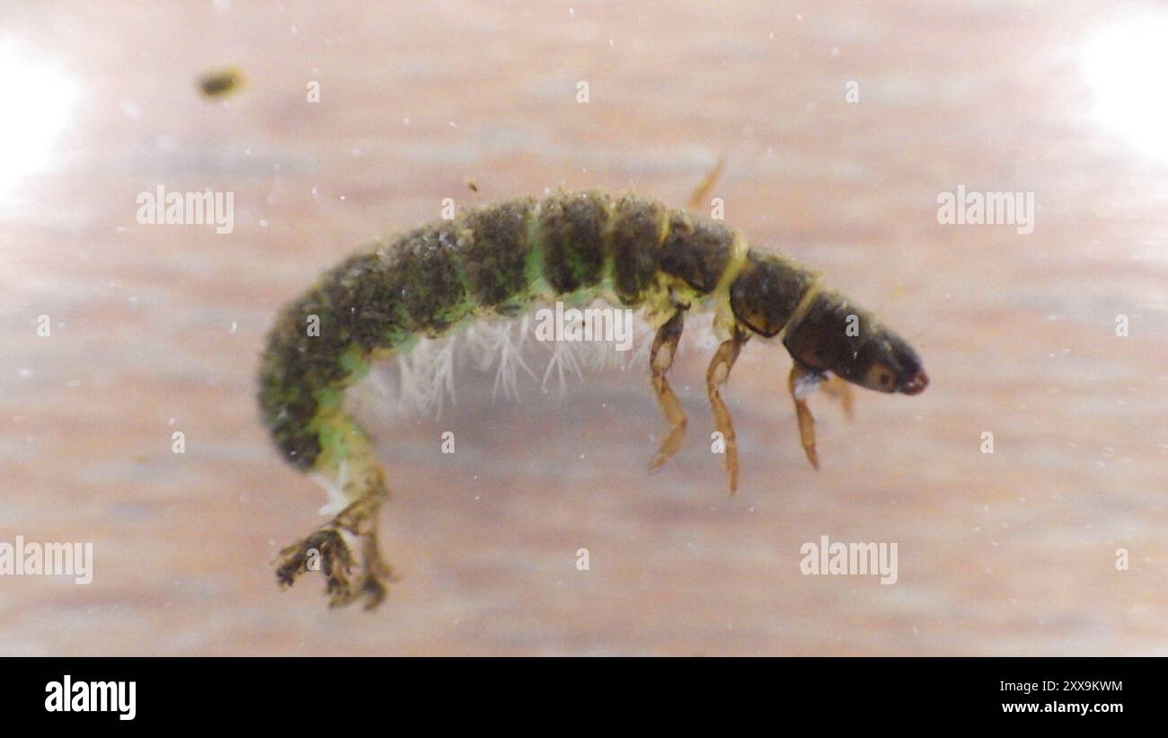 Little Sister Sedges (Cheumatopsyche) Insecta Stock Photo - Alamy