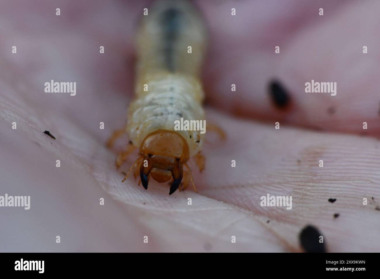 May Beetles (Phyllophaga) Insecta Stock Photo - Alamy