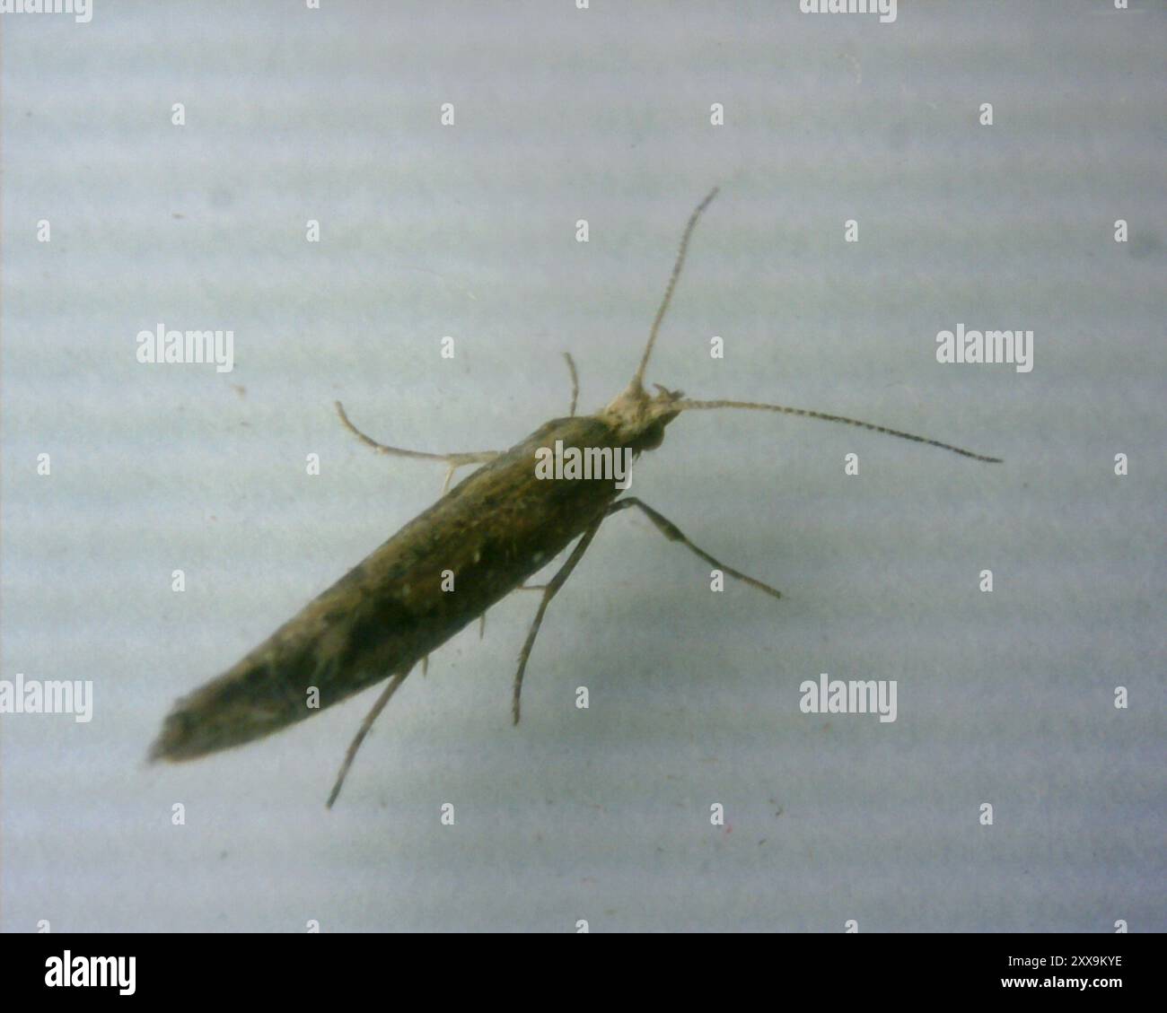 Diamondback Moth (Plutella xylostella) Insecta Stock Photo - Alamy
