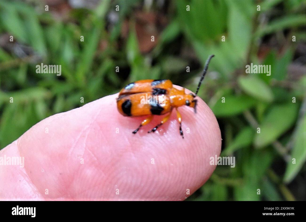 Stethopachys formosa hi-res stock photography and images - Alamy