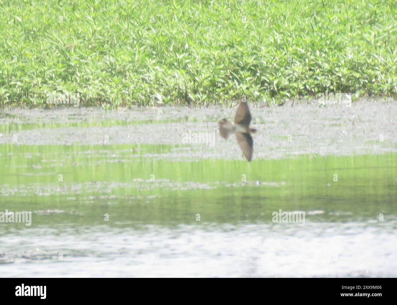Swallows and Martins (Hirundinidae) Aves Stock Photo - Alamy