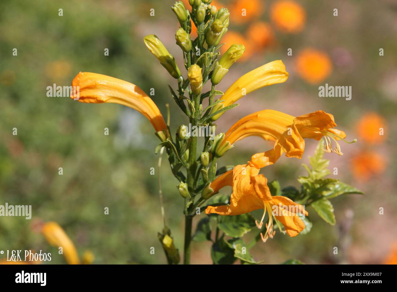 Cape Honeysuckle (Tecomaria capensis) Plantae Stock Photo - Alamy