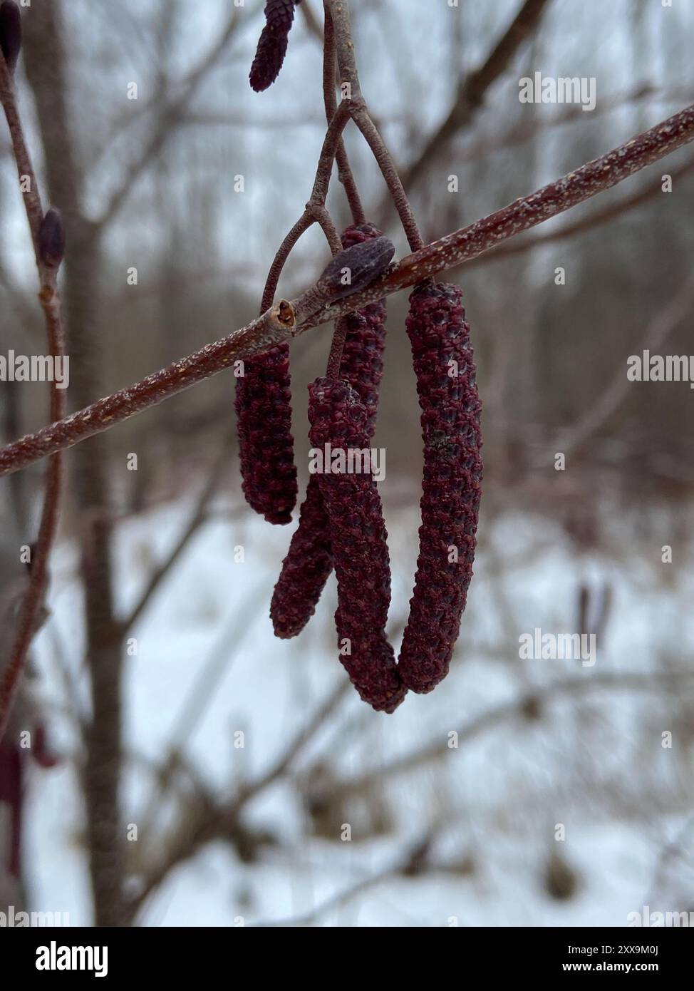 swamp alder (Alnus incana rugosa) Plantae Stock Photo - Alamy