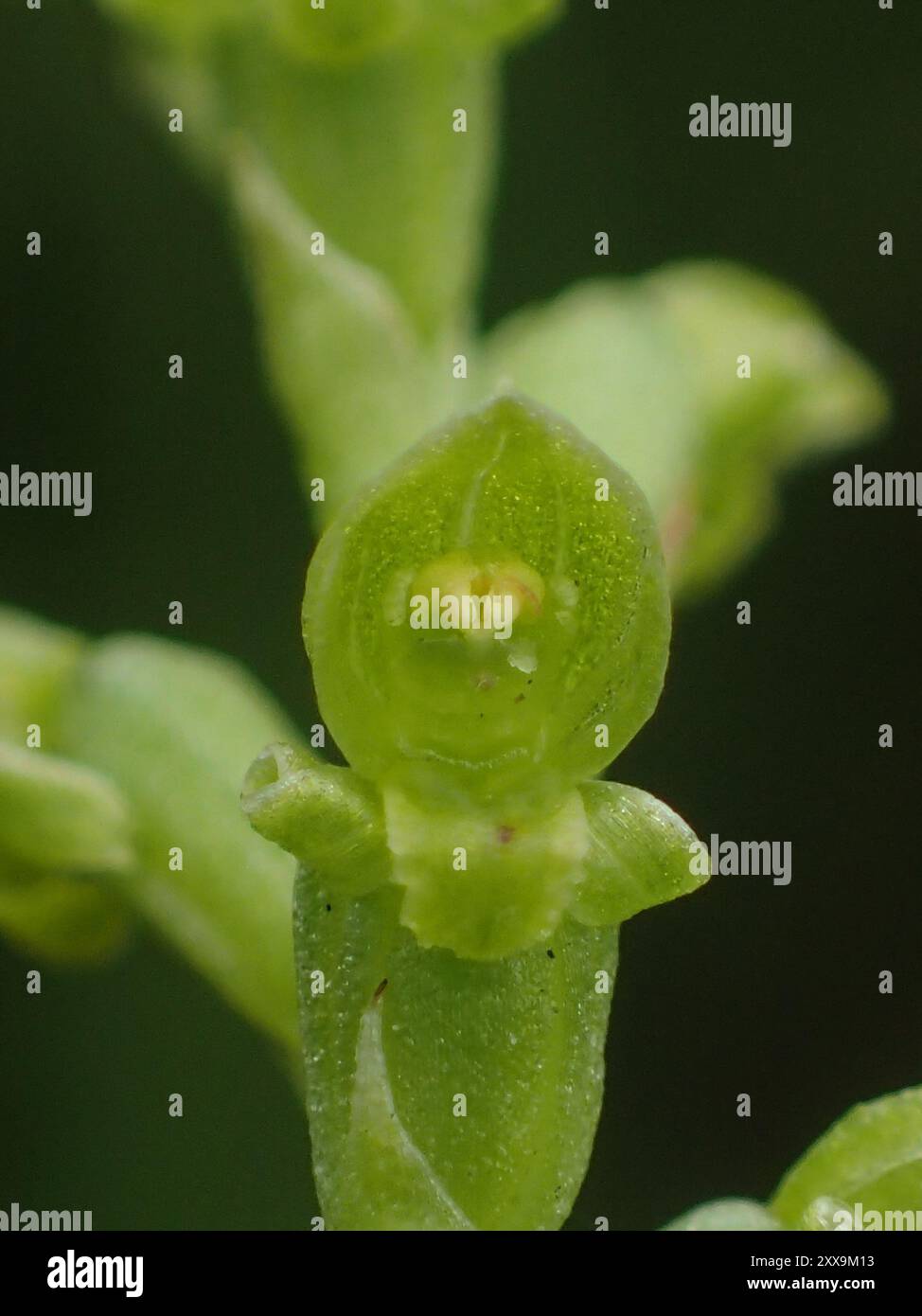 common onion-orchid (Microtis unifolia) Plantae Stock Photo - Alamy