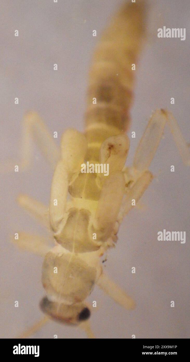 Small Winter Stoneflies (Capniidae) Insecta Stock Photo - Alamy