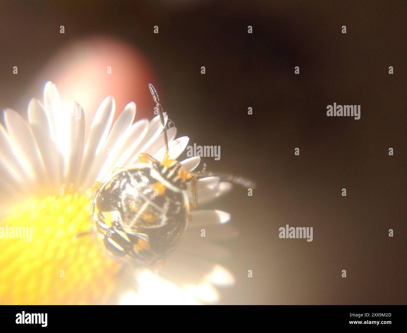 Antestia Bug (Antestiopsis thunbergii) Insecta Stock Photo - Alamy