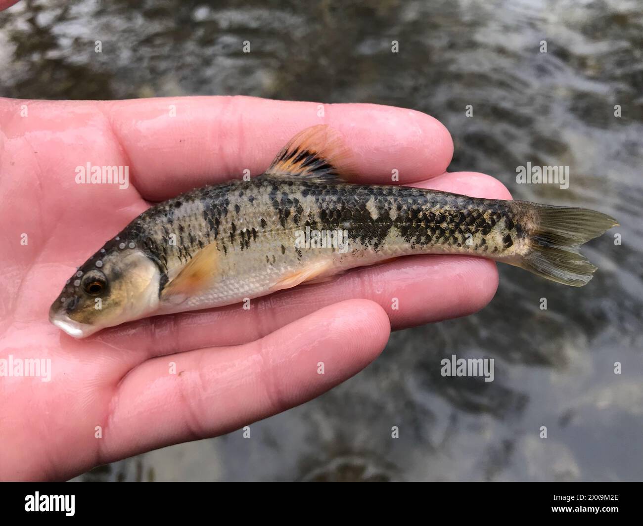 Central Stoneroller (Campostoma anomalum) Actinopterygii Stock Photo ...