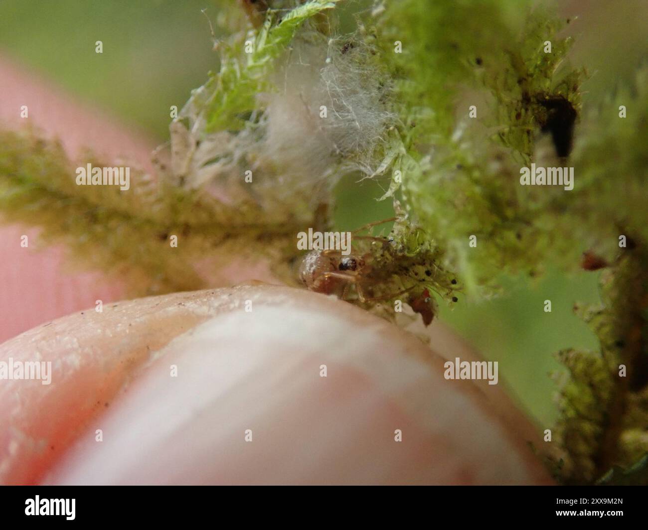 Douglas' Neckera Moss (Neckera douglasii) Plantae Stock Photo - Alamy