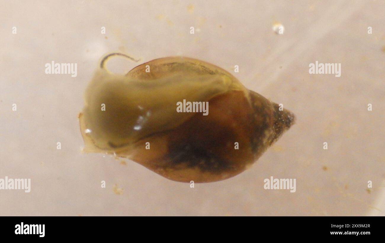 Bladder Snails (Physidae) Mollusca Stock Photo - Alamy