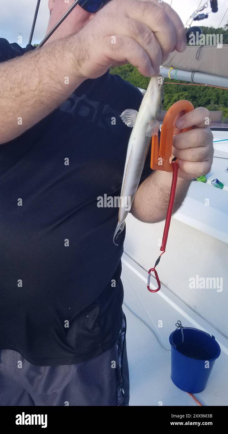 Sand Tilefish (Malacanthus plumieri) Actinopterygii Stock Photo - Alamy