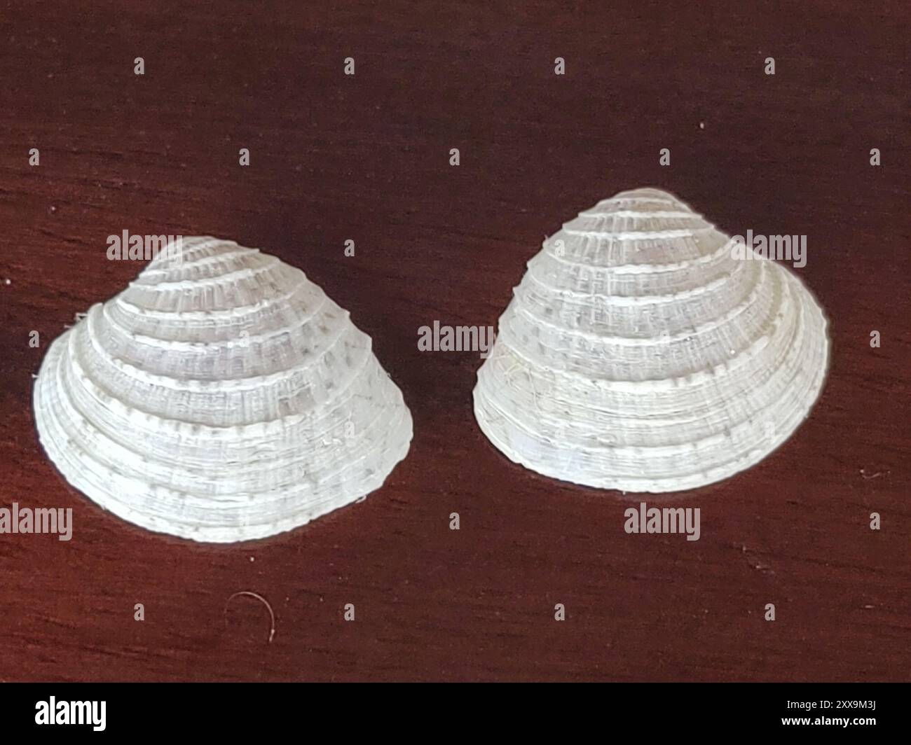 Cross-barred Venus (Chione cancellata) Mollusca Stock Photo - Alamy