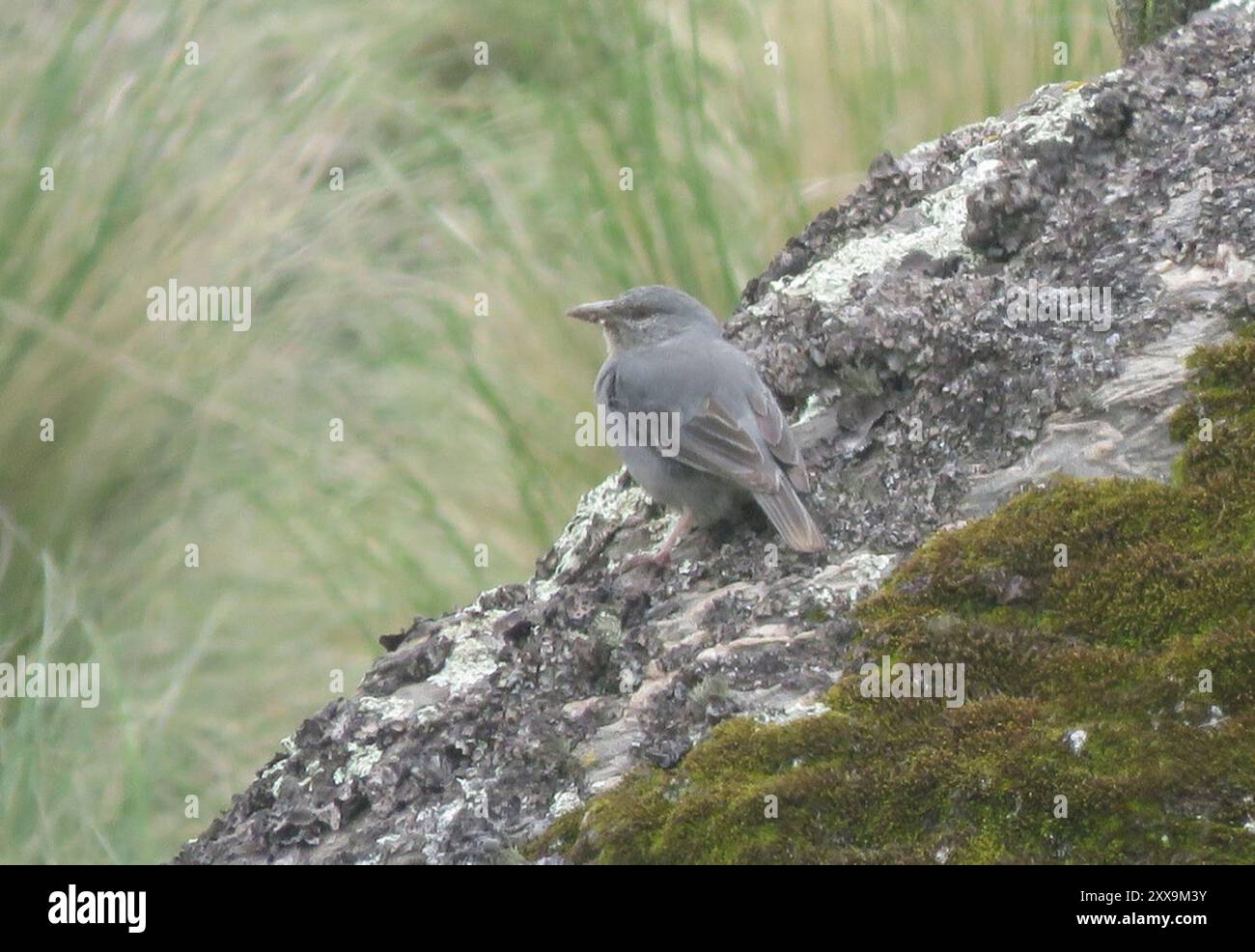 Boulder Finch (Idiopsar brachyurus) Aves Stock Photo - Alamy