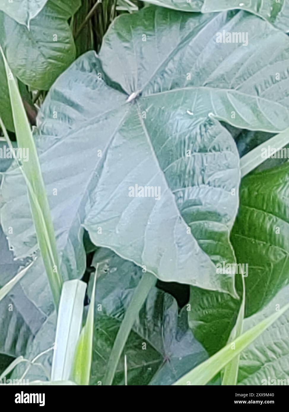 Panama tree (Sterculia apetala) Plantae Stock Photo - Alamy